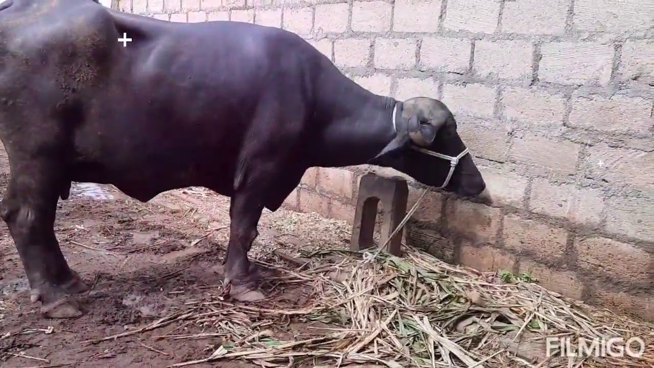 The amazing jafrabadi Buffalo જાફરાબાદી 🐃 - YouTube