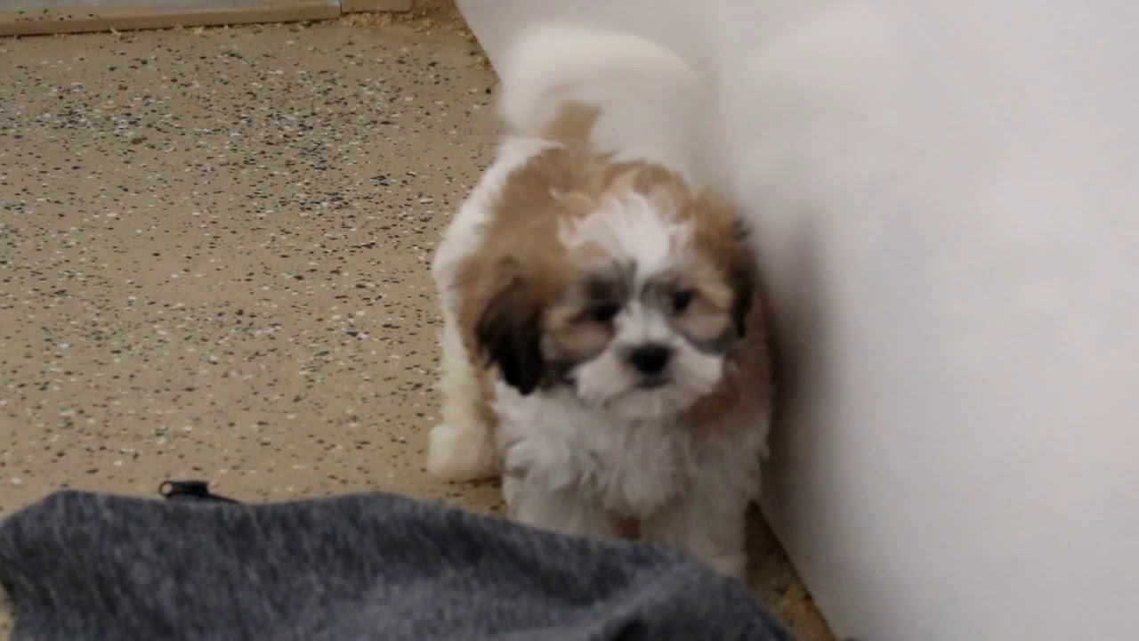 Shichon Puppies For Sale - YouTube