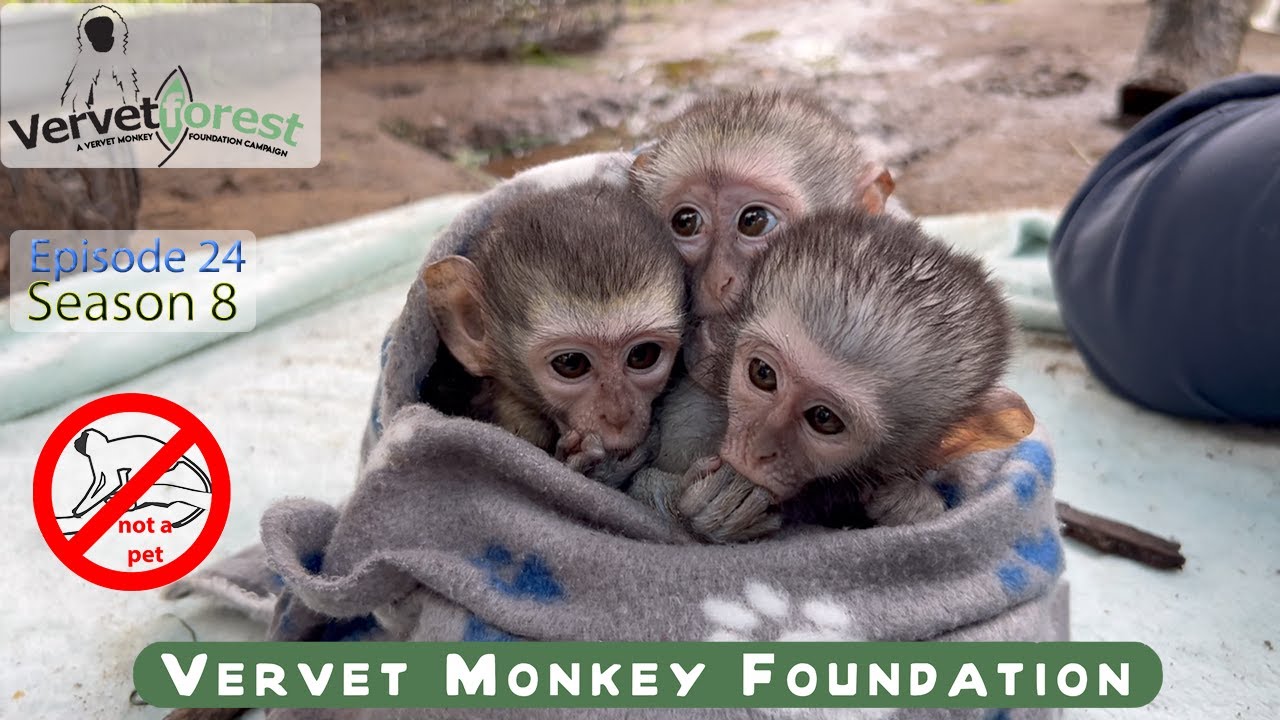 Three scared and vulnerable orphaned baby monkeys put out to find a new ...