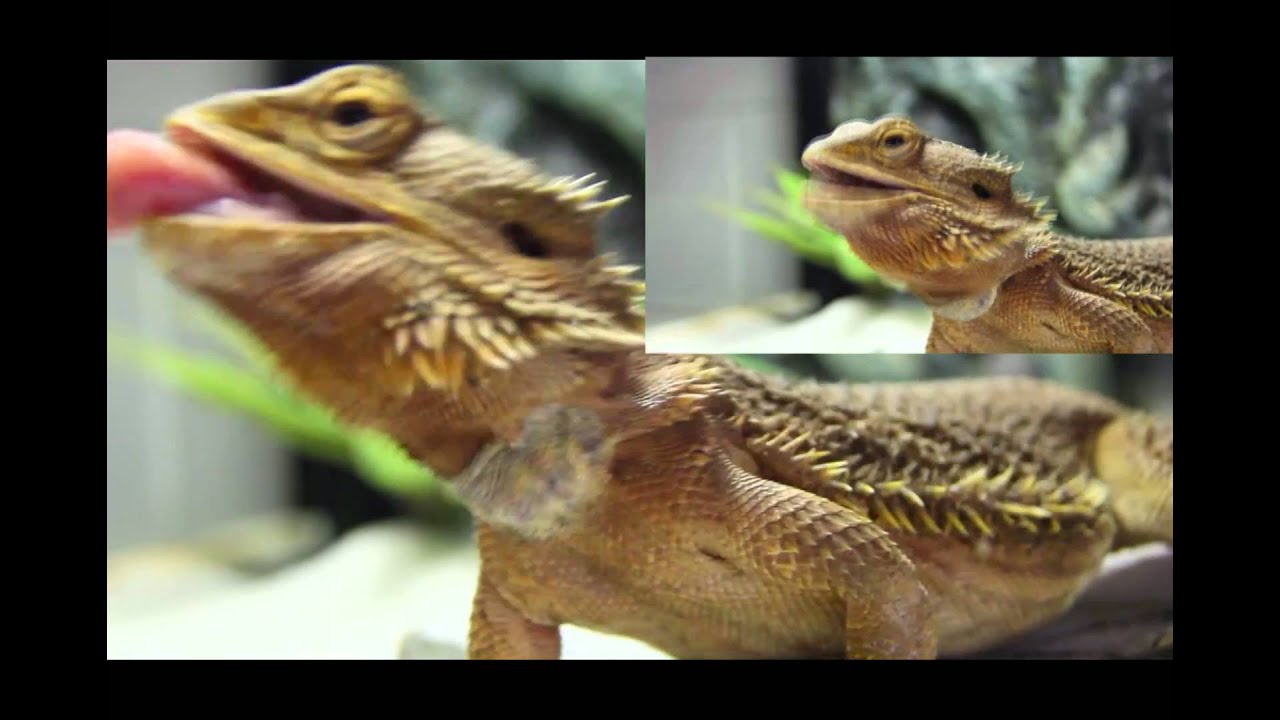 smartest lizard ever - YouTube