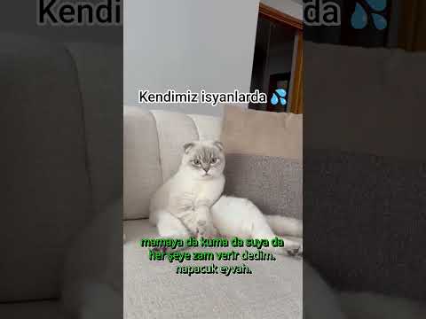 Anne Kadın Sabah Uyanınca Kedi Ne Dedi? \