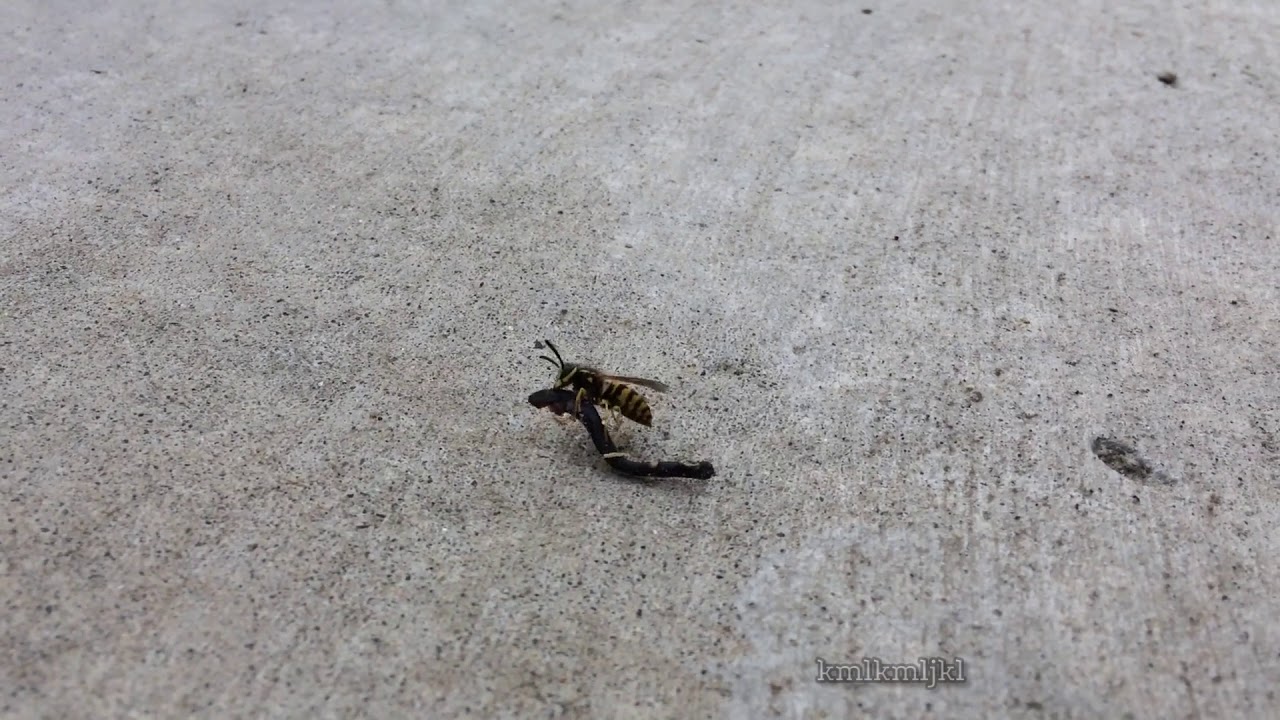 Wasp on a Broomstick - YouTube