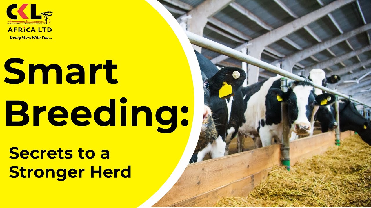 Smart Breeding: Secrets to a Stronger Herd - YouTube