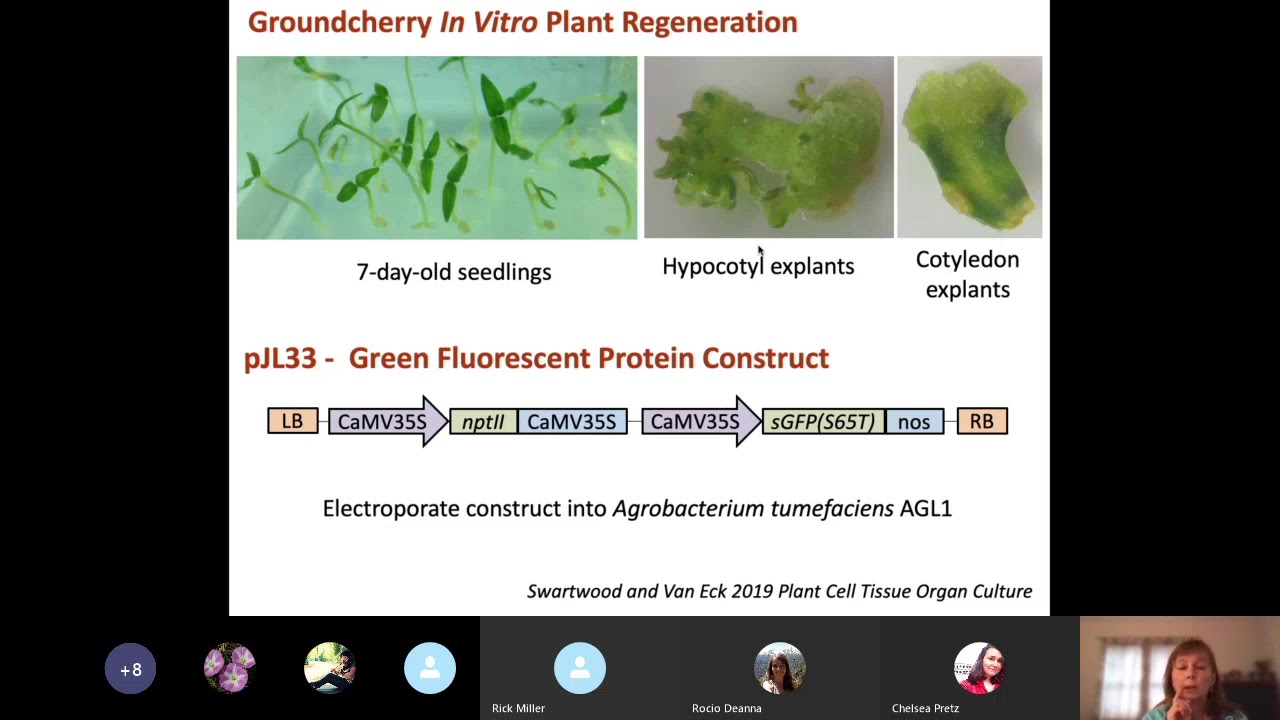 Joyce Van Eck -- The Physalis Improvement Project: Blending Research ...