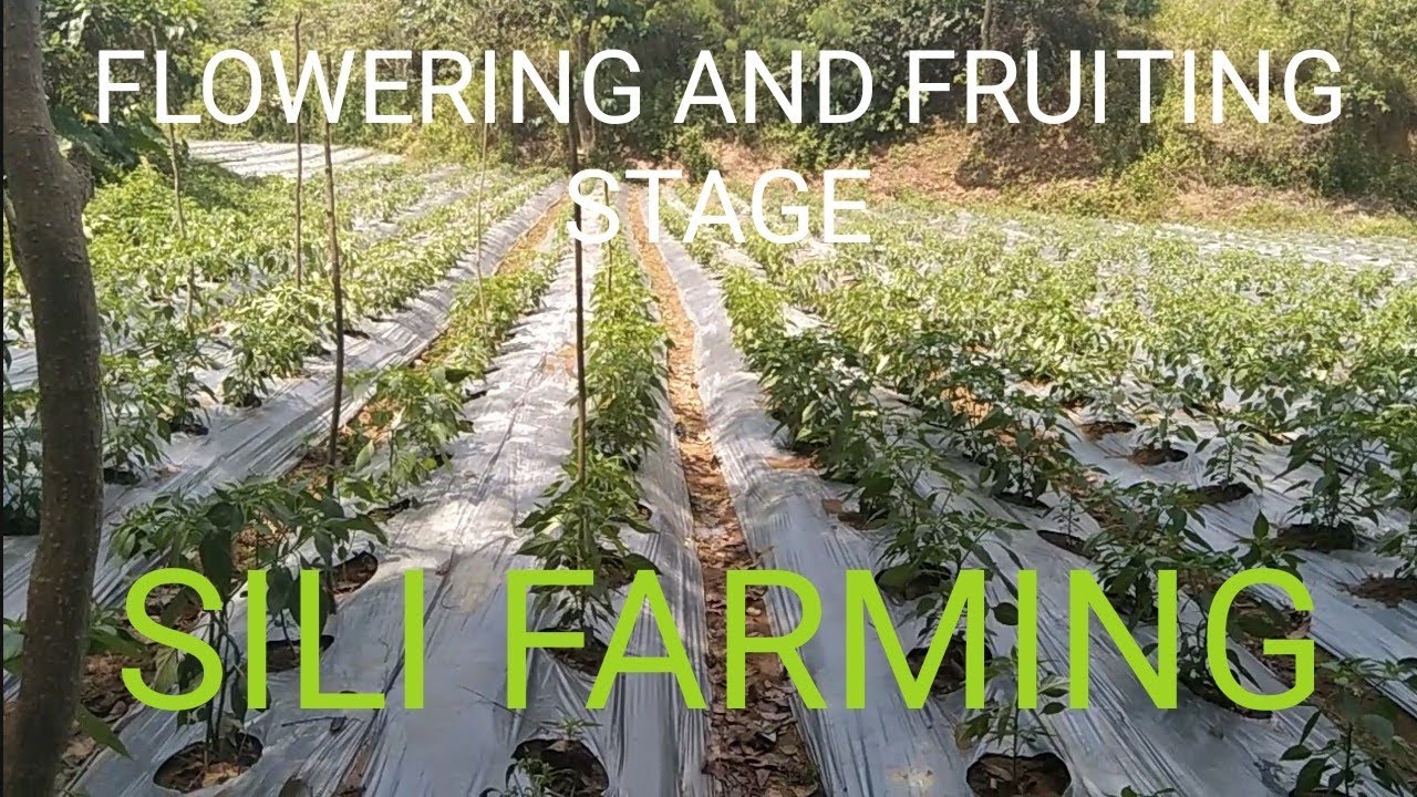 SILI FARMING #vlog 3 - YouTube