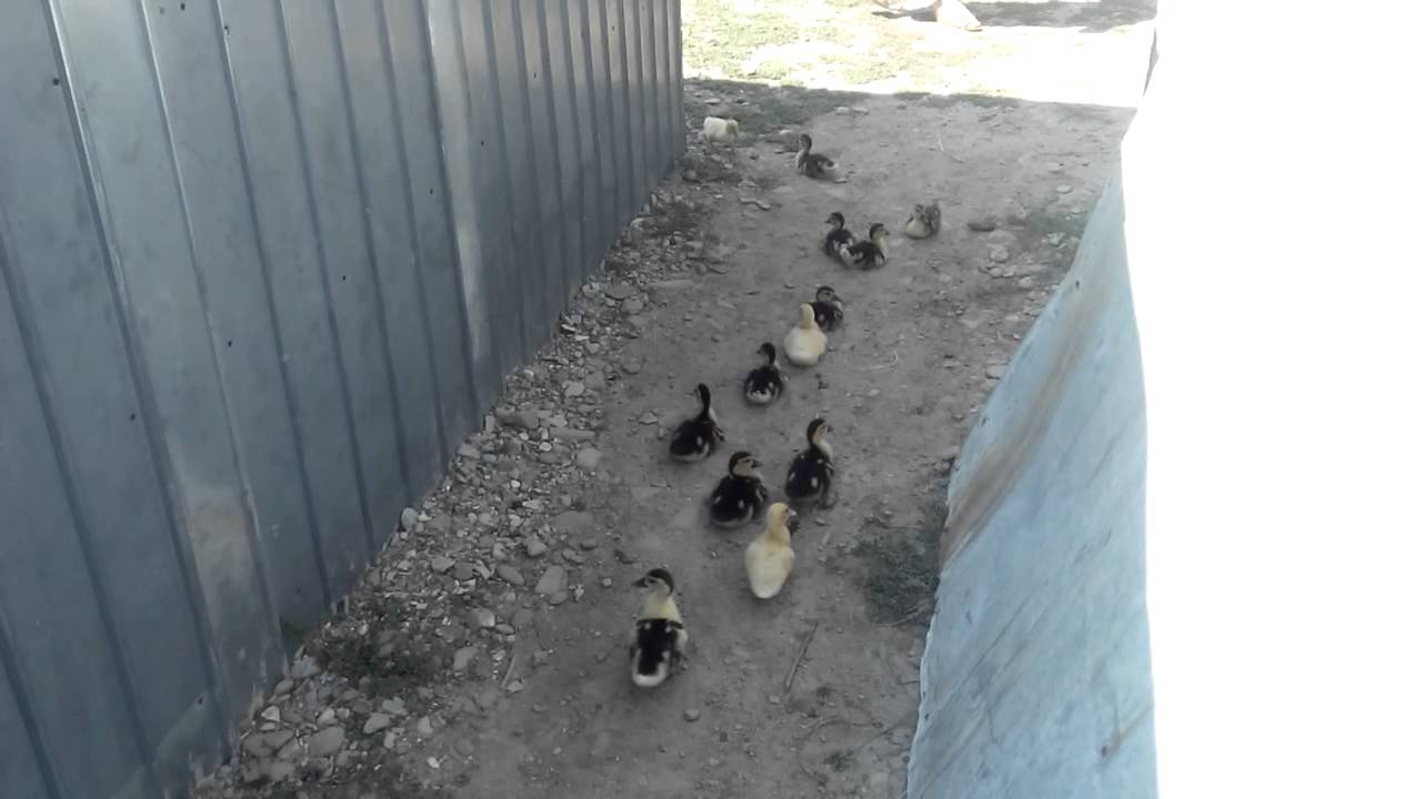 boboci de rata foarte dragalasi - YouTube