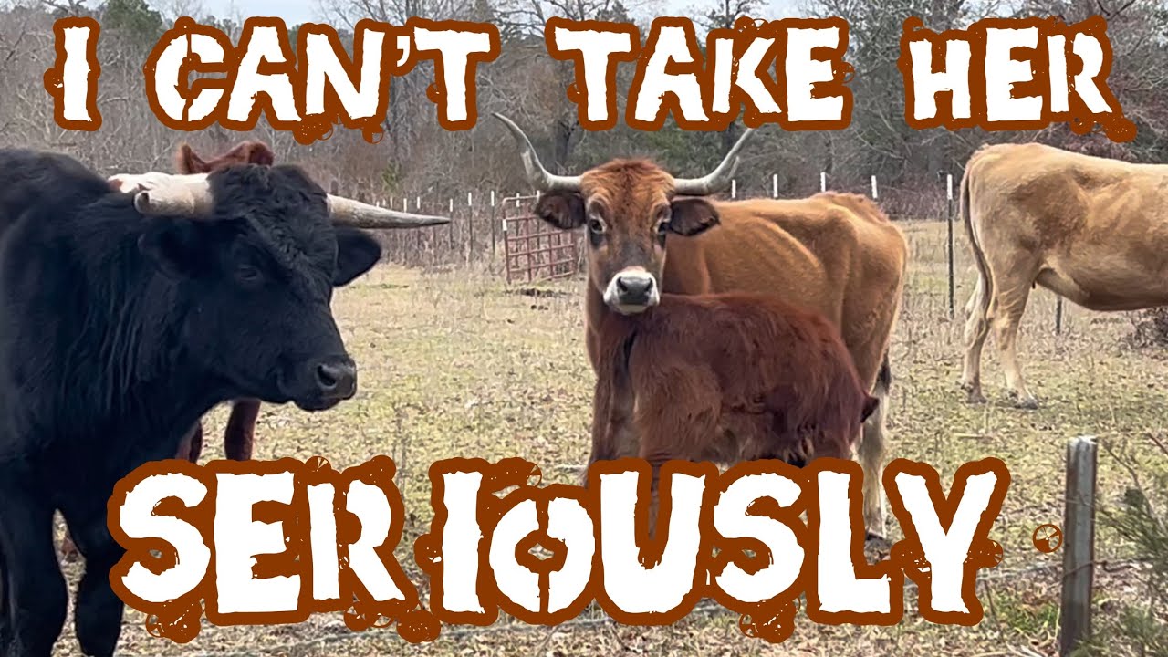 The Neighbors Cows Dropped By Unannounced! - YouTube