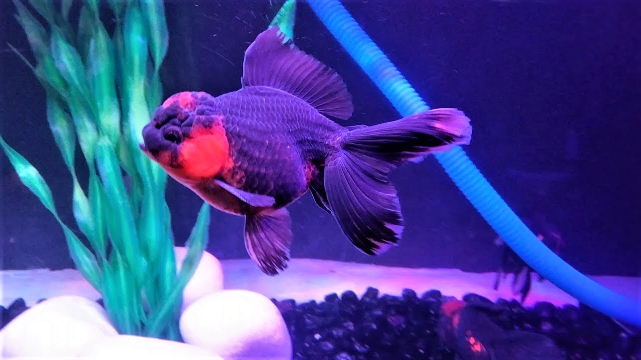 Aquarium fish exhibition in Kolkata - Aquarium fish show - YouTube