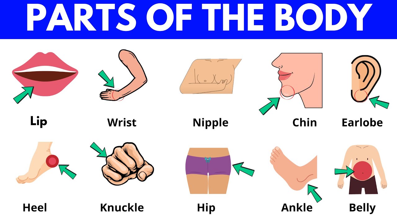 Body Parts in English – Learn Human Body Parts Names with Pictures ...