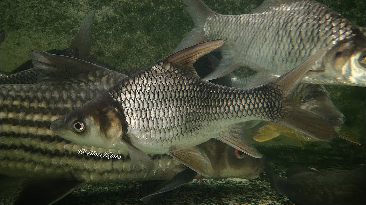 Shortbody Cyclocheilichthys enoplos @ Soldier Barb/Panjang Loket ...