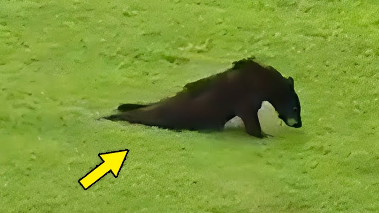 Dying Bear With Broken Leg Enters Village & Begs For Help. What Happens ...