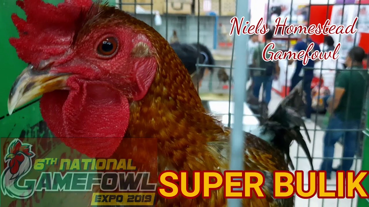 6th National Gamefowl Expo SUPER BULIK - YouTube
