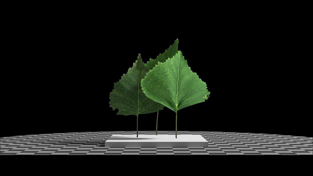 Birch Leaf, SideFX Houdini, Karma XPU, MaterialX - YouTube