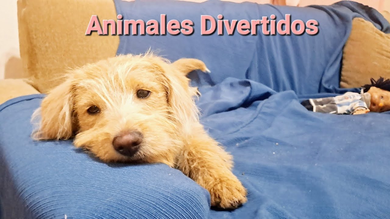 Animales Divertidos y Graciosos - El mejor video de mascotas. Perros y ...