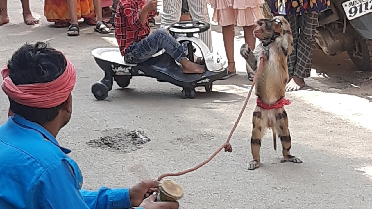 Monkey#madari #monkey dance #subscribe for more videos - YouTube