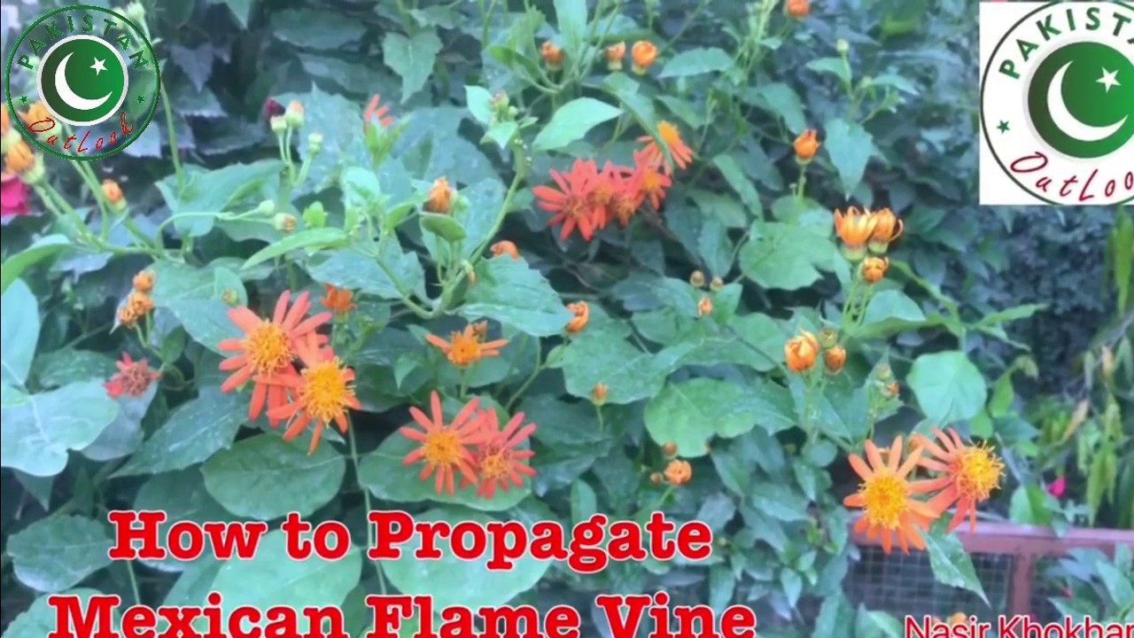 How to Propagate Mexican Flame Vine - YouTube