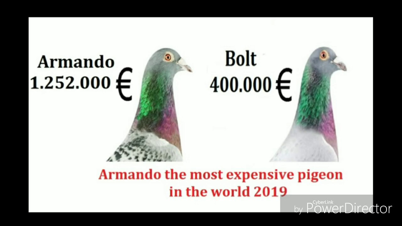 The most expensive Racing pigeon in the world - YouTube