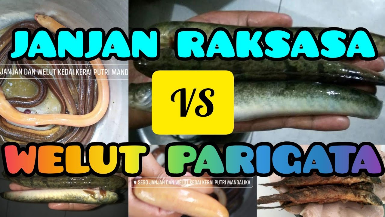 IKAN JANJAN RAKSASA & WELUT PARIGATA KULINER AIR PAYAU MENU KHAS JEPARA ...