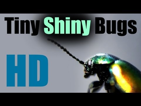 Tiny Shiny Bugs - Compilation - YouTube