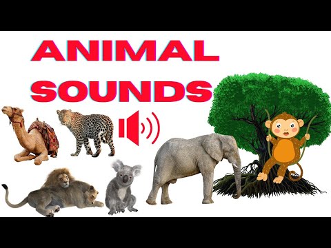 Animal sounds # animals and their sounds # with video for kids - YouTube