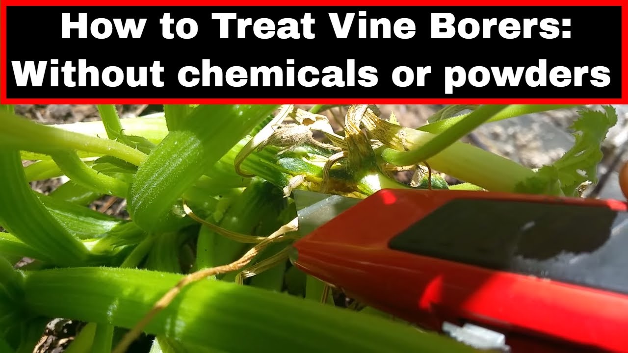 How To Treat Vine Borers - Without Chemicals or Powders - YouTube