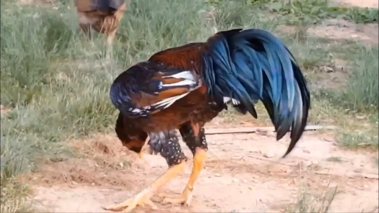 Why.? Lau Qaib Pheej Tom Tom Poj Qaib. - YouTube