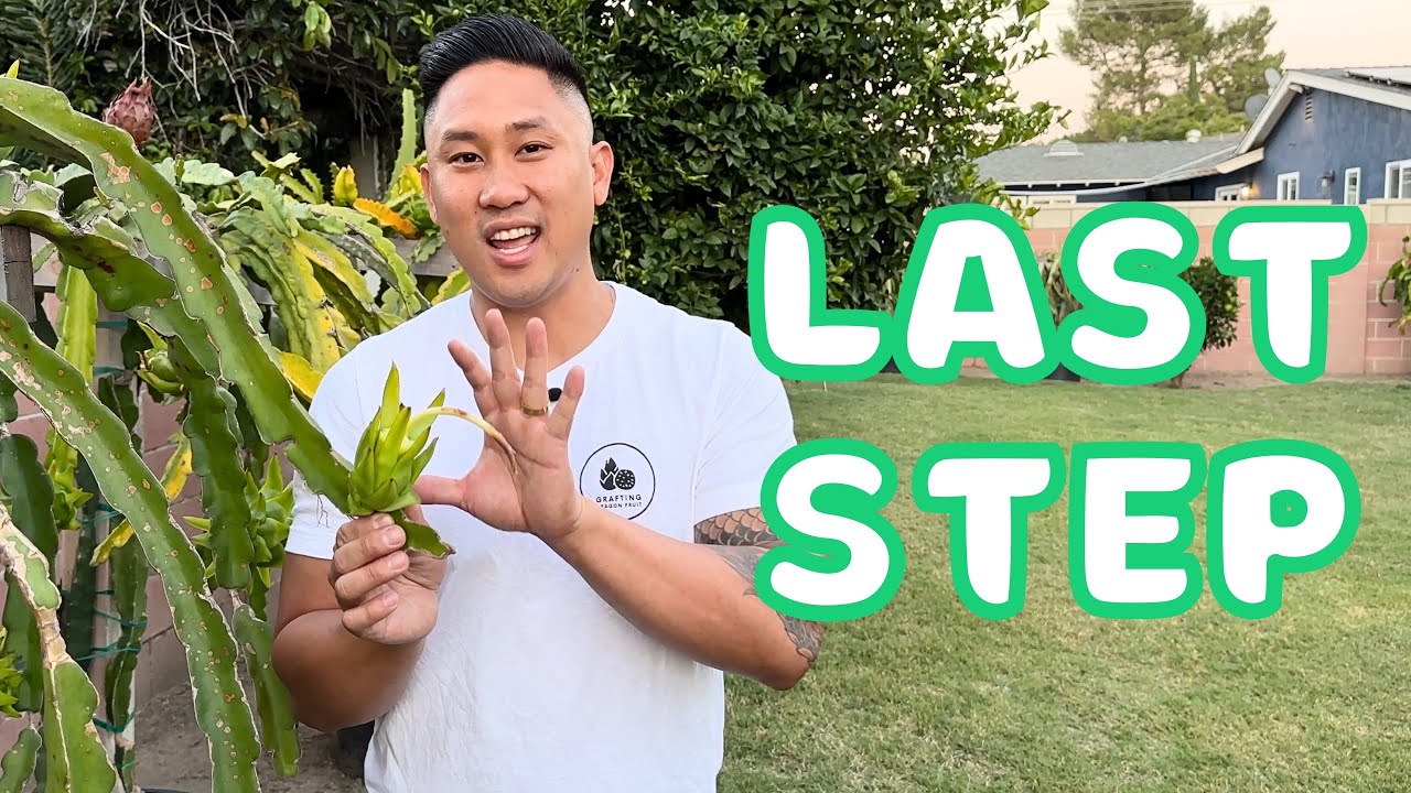 E8: How To Grow Dragon Fruit From Cutting To Fruit Final Step. When To ...