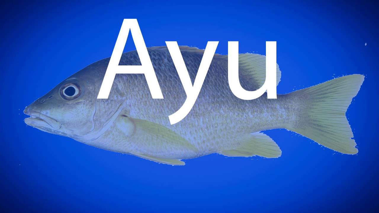 How to pronounce Ayu - YouTube