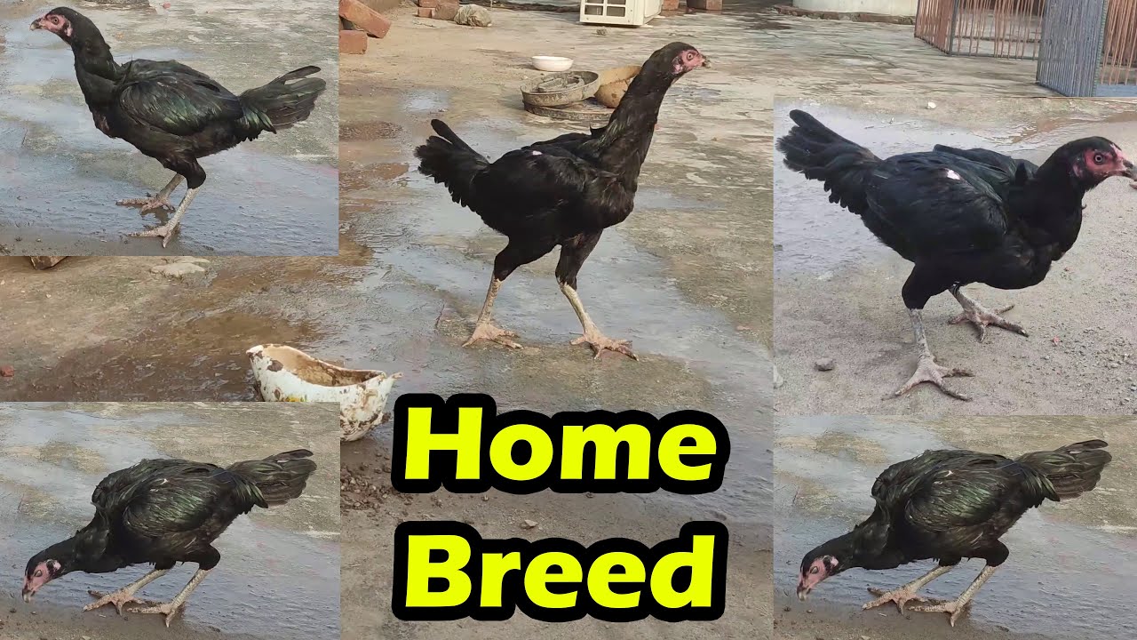 Thailand Fighter Bird - Fighter hen - Murga Fight Aseel - murga ustad ...