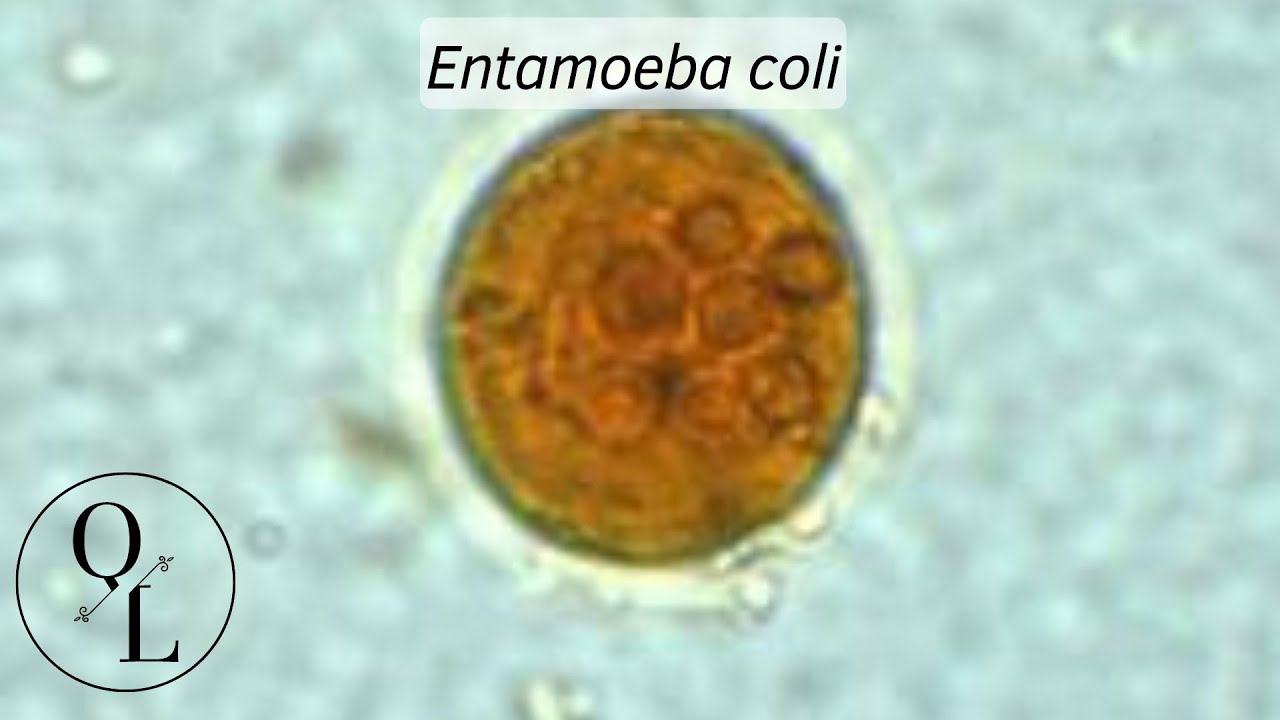 Entamoeba Coli Trofozoito Ermittlung Des Zyklusstands Mittels