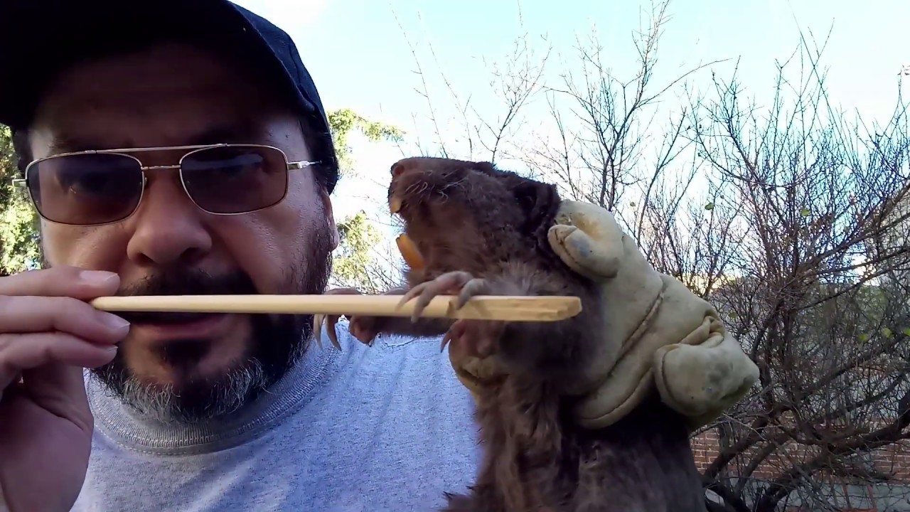 Hermosa tuza. - YouTube