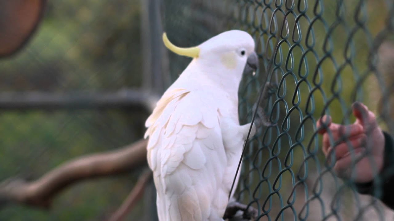 Amazing talking bird - Australian Cocky - YouTube