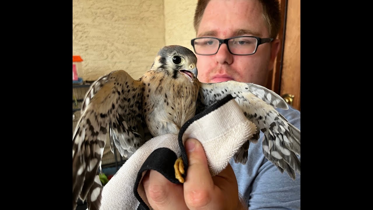 Kestral (Hawk) Rescue - YouTube