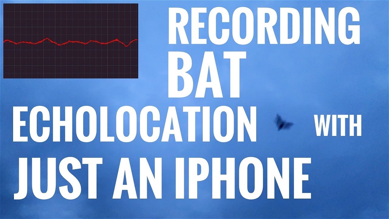 Recording bat echolocation with just an iPhone🦇📲👍 - YouTube