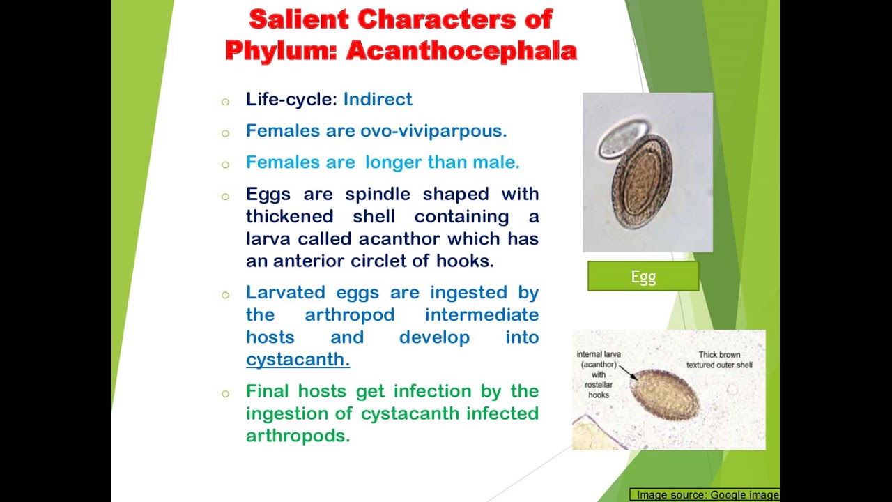 Phylum Acanthocephala