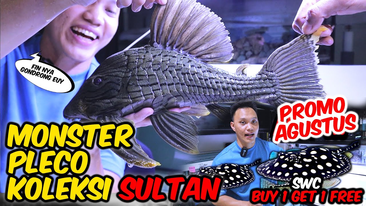 PLECO - PLECO SIZE MONSTER UARU PANDA , Altum Orinoco , SWC STINGRAY ...