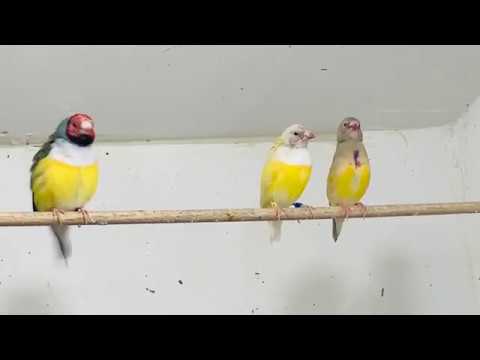 Lady Gouldian Finch " How to treat my bald gouldian" - YouTube