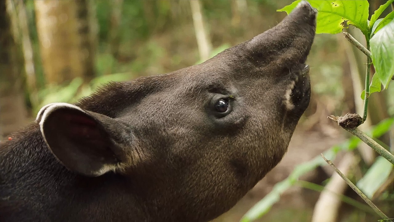Discovering Weirdest Creatures in the Amazon Rainforest (4K Documentary ...
