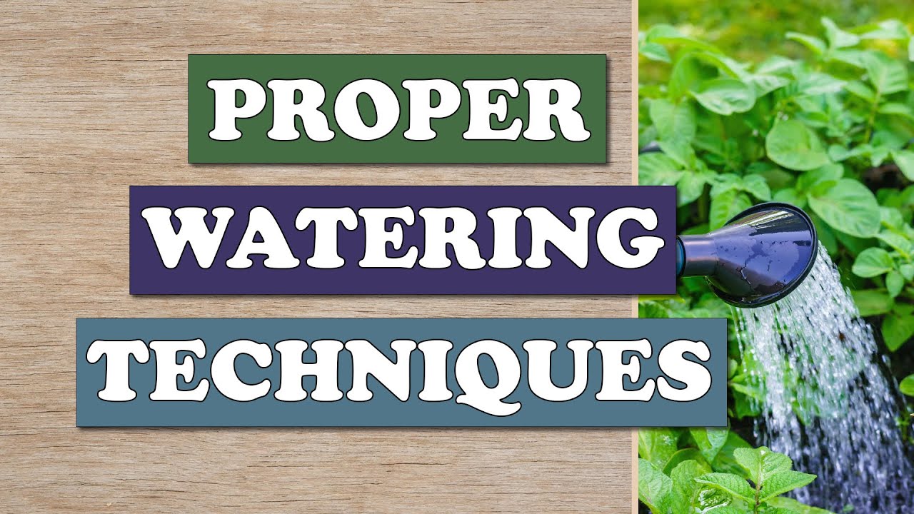 Proper watering techniques - YouTube