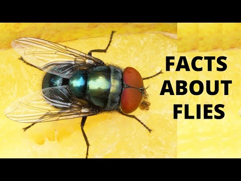 How To Describe Flies Behavior