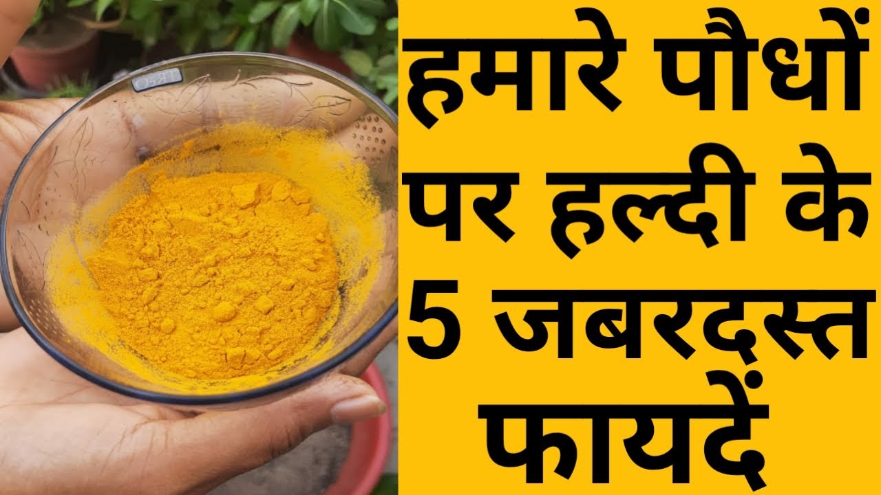 Uses and Benifits of Haldi Powder / Turmeric in Plants | hamare podho ...