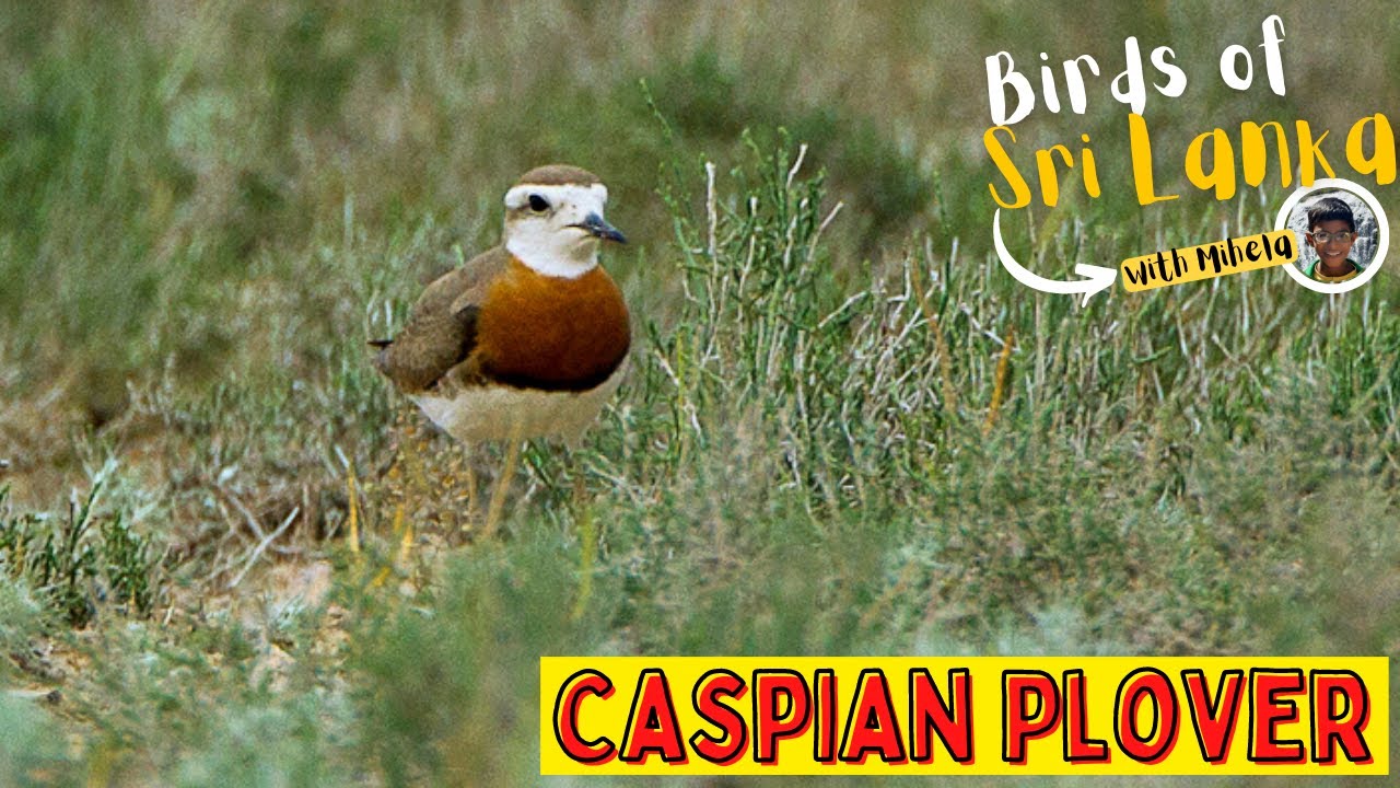 CASPIAN PLOVER | Birds of Sri Lanka with Mihela | Sound / Call - YouTube