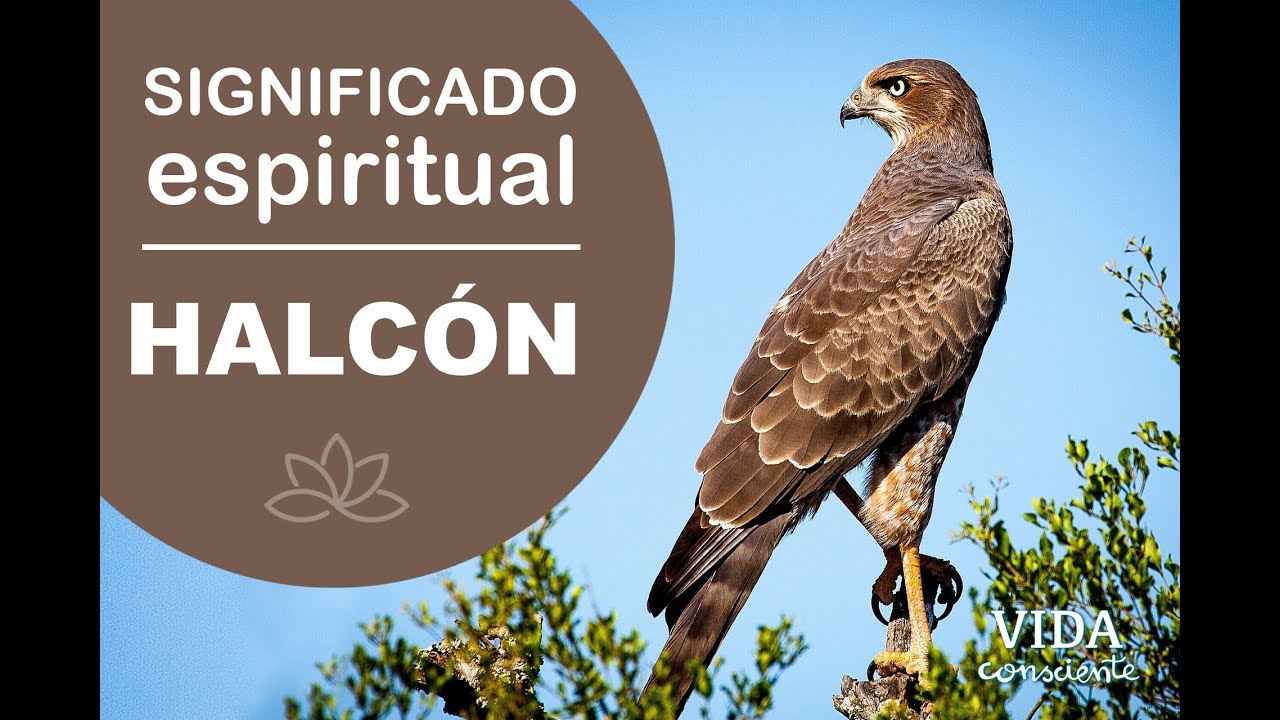 HALCÓN | 🦉 Significado espiritual |Tótem o animal de poder # ...