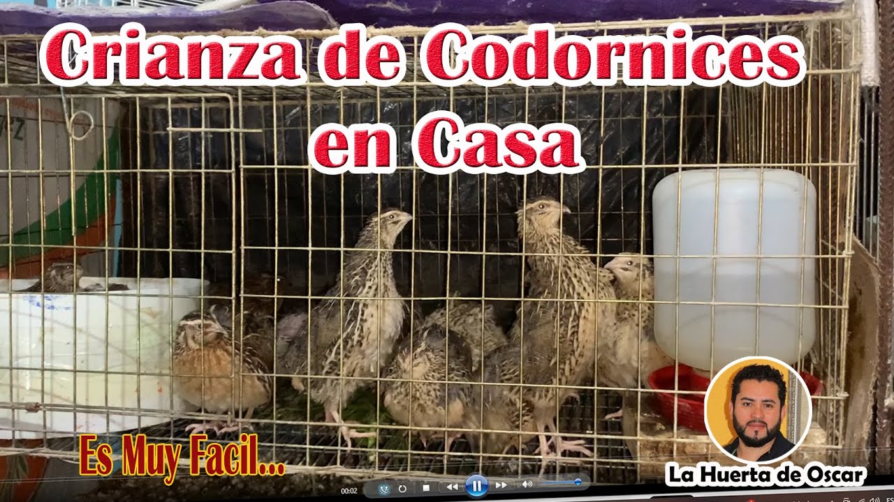 Crianza de Codornices en Casa - YouTube