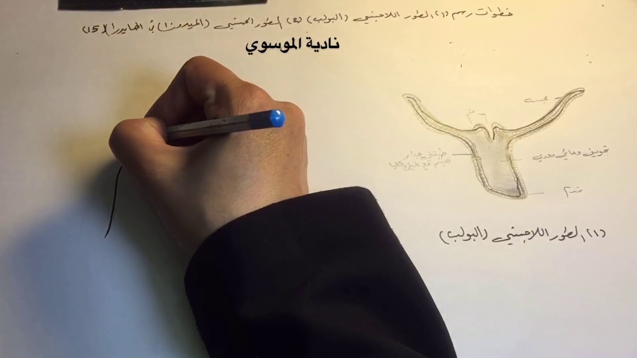 ١٥ خطوات رسم الطور اللاجنسي البولبوالجنسي الميدوزافي الهايدراالفصل الثالث احياء السادس