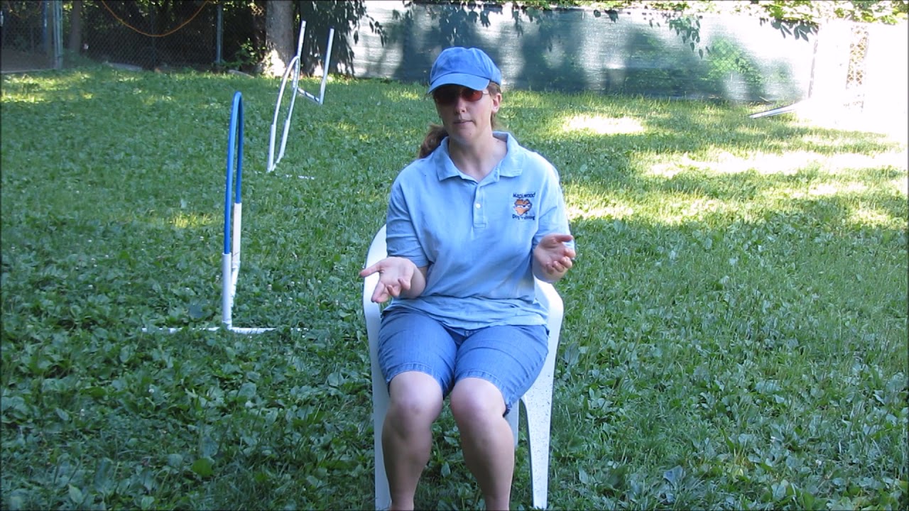 What Is A Certified Dog Behavior Consultant YouTube What Is A Certified Dog Behavior Consultant YouTube