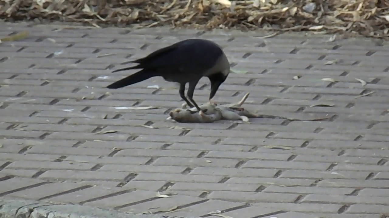 Crow Catch Rat || Crow messed with the wrong mouse - YouTube