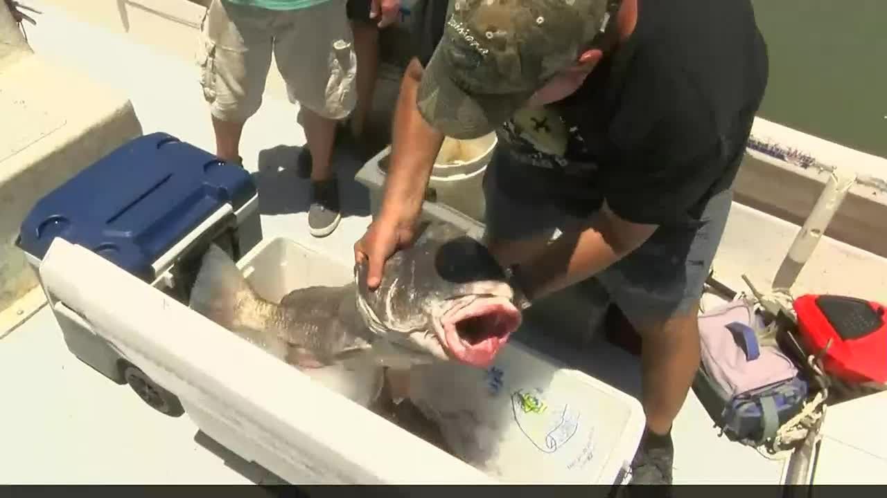 Grand Isle Tarpon Rodeo with Bob Breck - YouTube