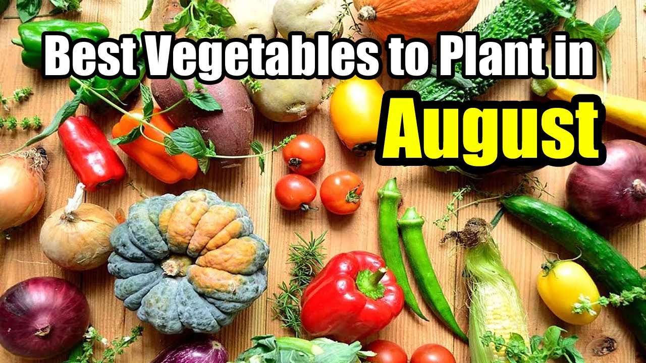 Late Summer Planting: Best Vegetables to Plant in August - YouTube