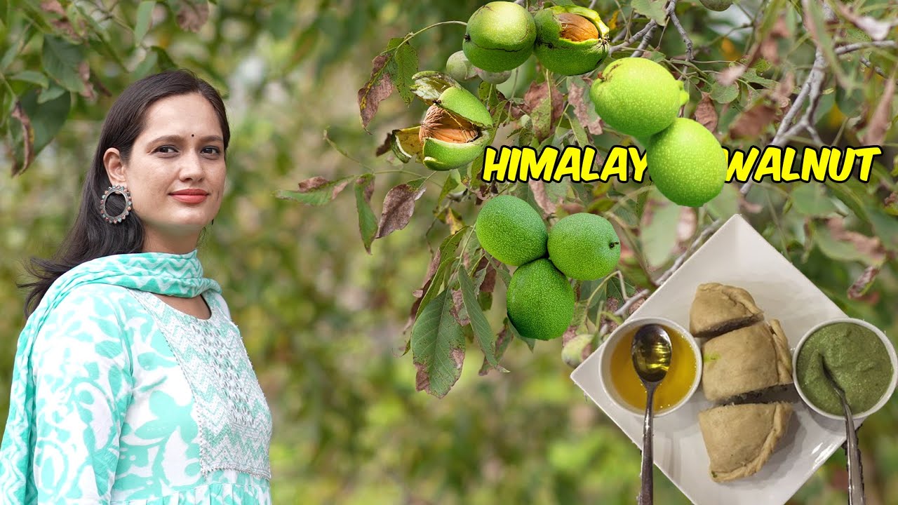Harvesting the Himalayan walnut🌰 || Walnut Siddu Making with Recipe ...